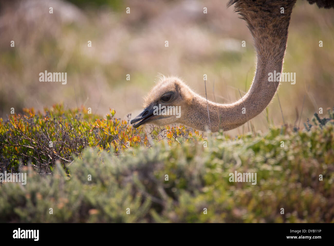 Fynbos bird hi-res stock photography and images - Alamy