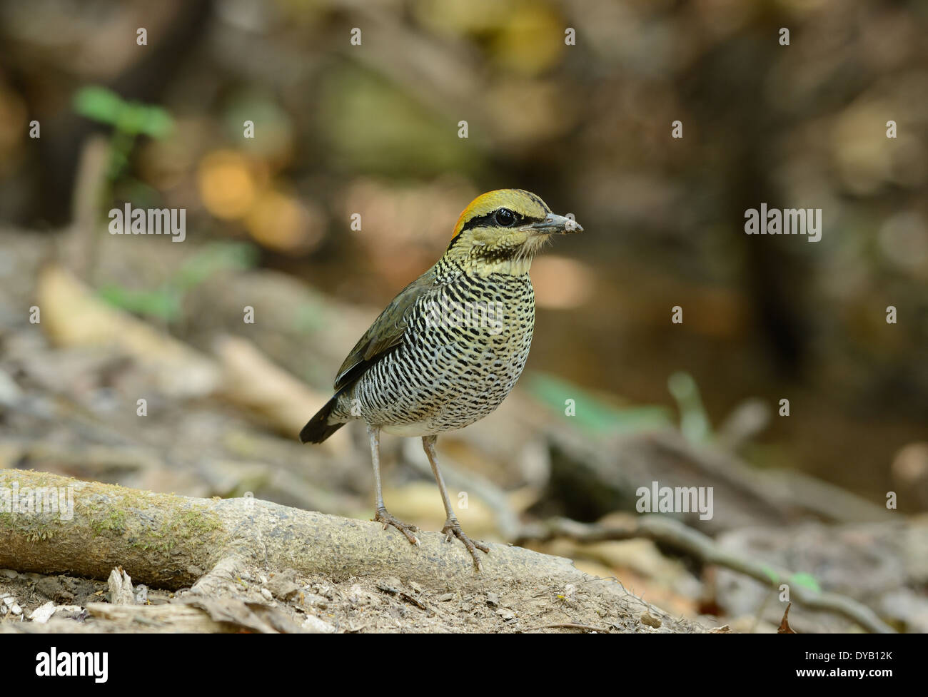 beautiful female Blue Pitta (Pitta cyanea) in the middle of Thailand ...