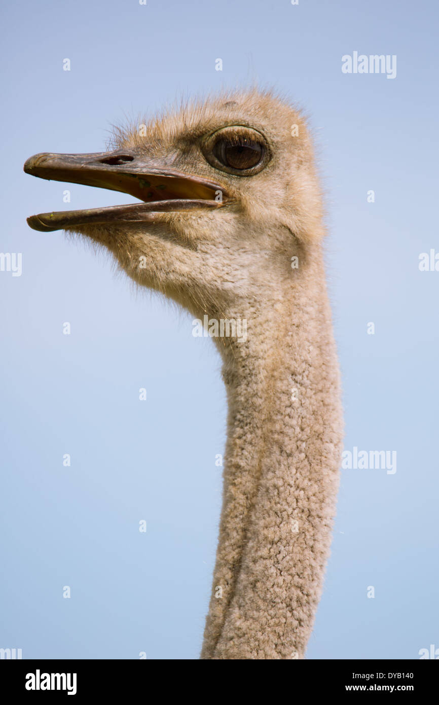 Cooling bird hi-res stock photography and images - Alamy