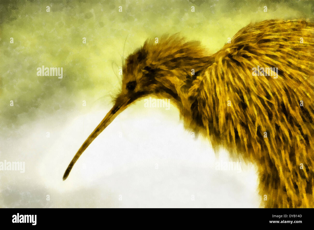 Kiwi family apterygidae hi-res stock photography and images - Alamy