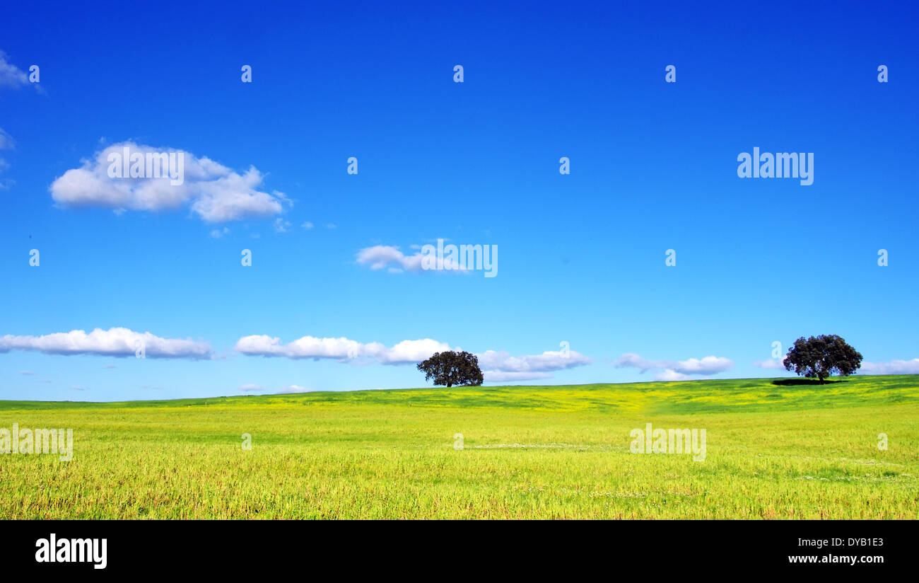 Two trees with blue cloudy sky hi-res stock photography and images - Alamy