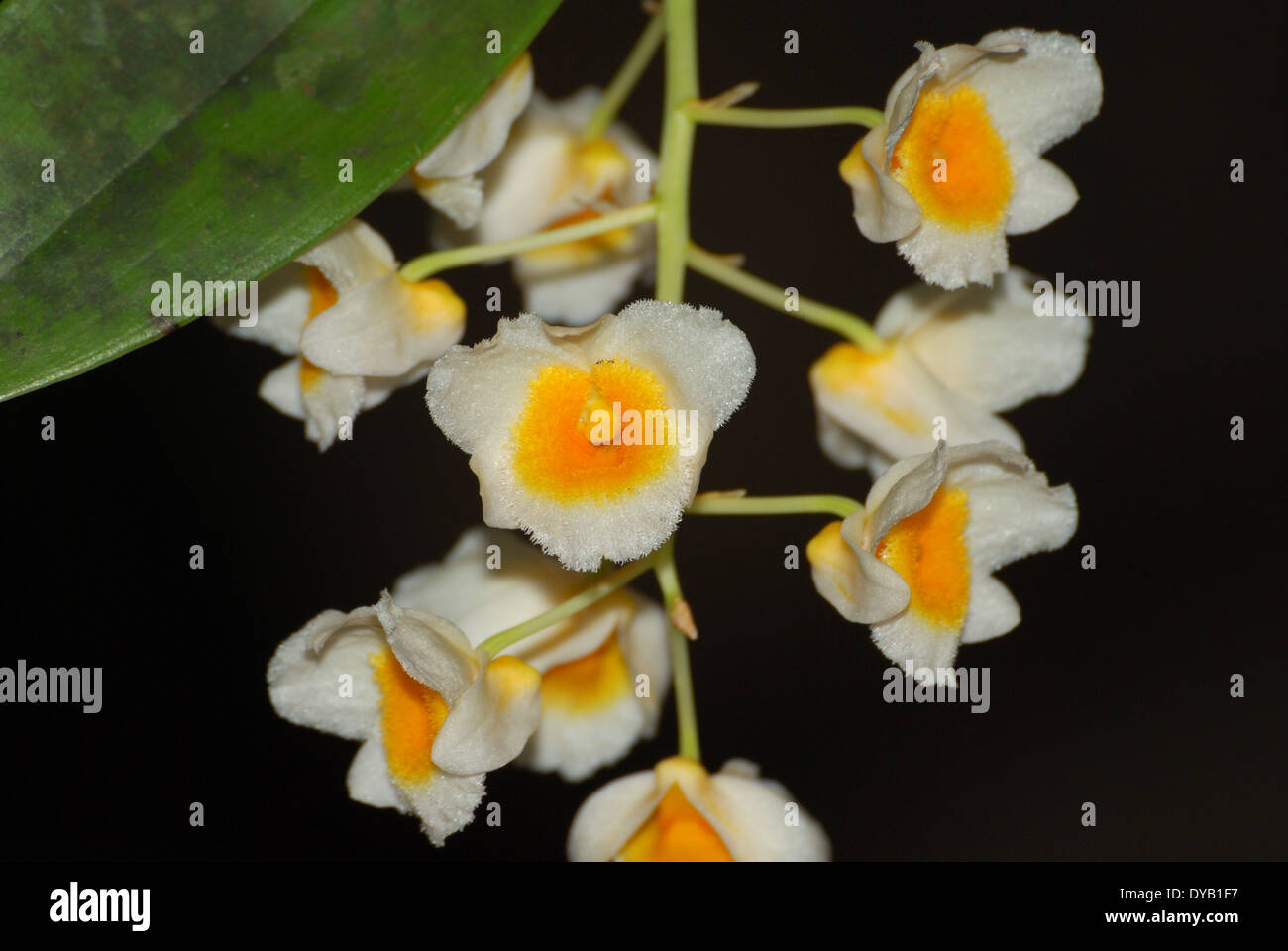 beautiful wild orchid (Dendrobium palpebrae) in south of Thailand Stock ...
