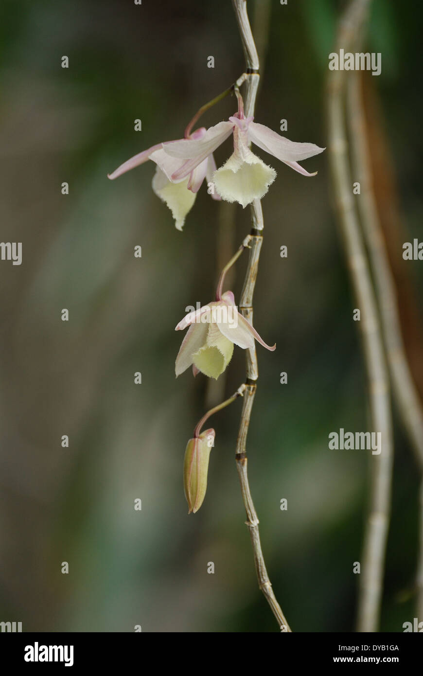 beautiful wild orchid (Dendrobium aphyllum) in south of Thailand Stock ...