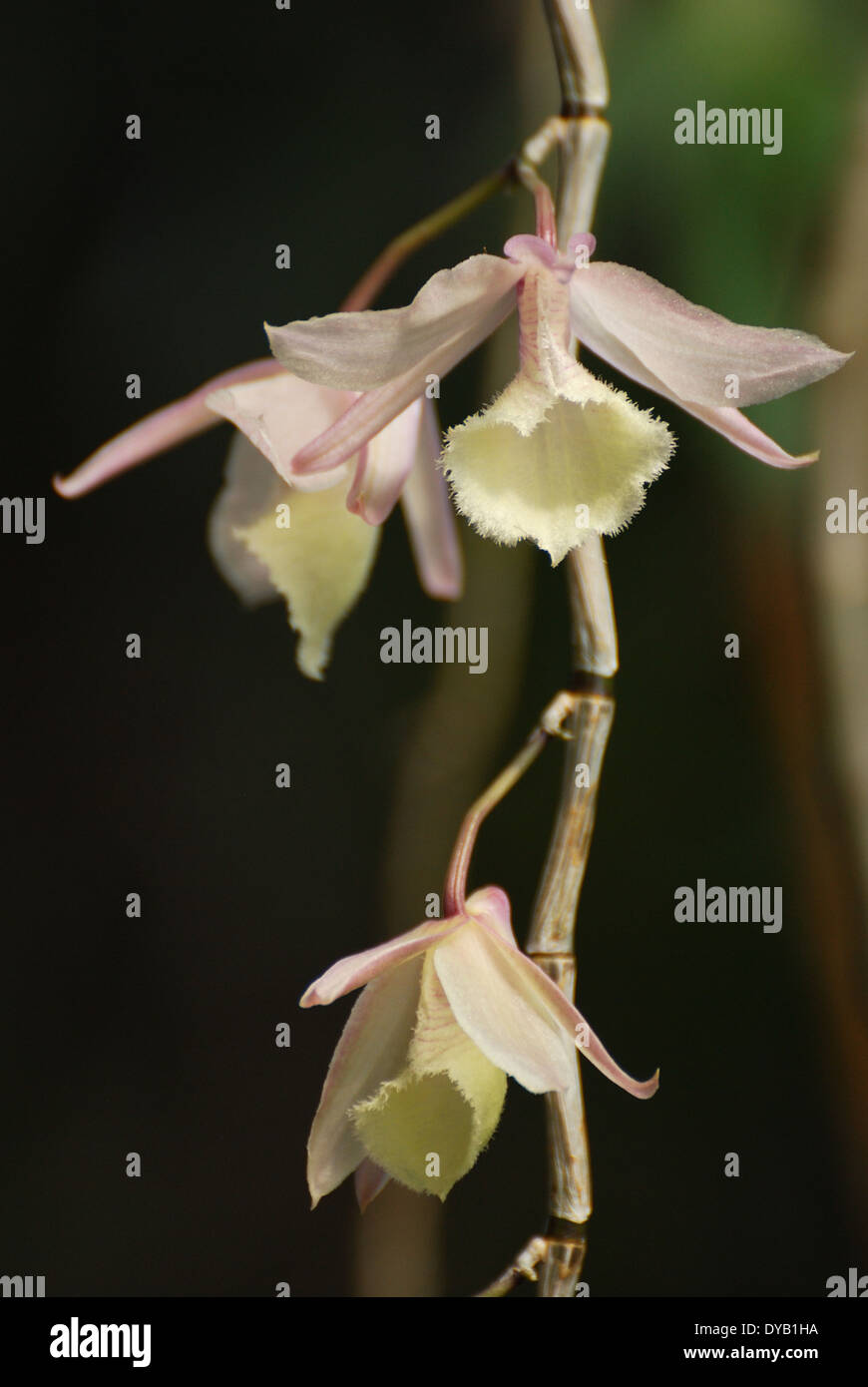 beautiful wild orchid (Dendrobium aphyllum) in south of Thailand Stock ...