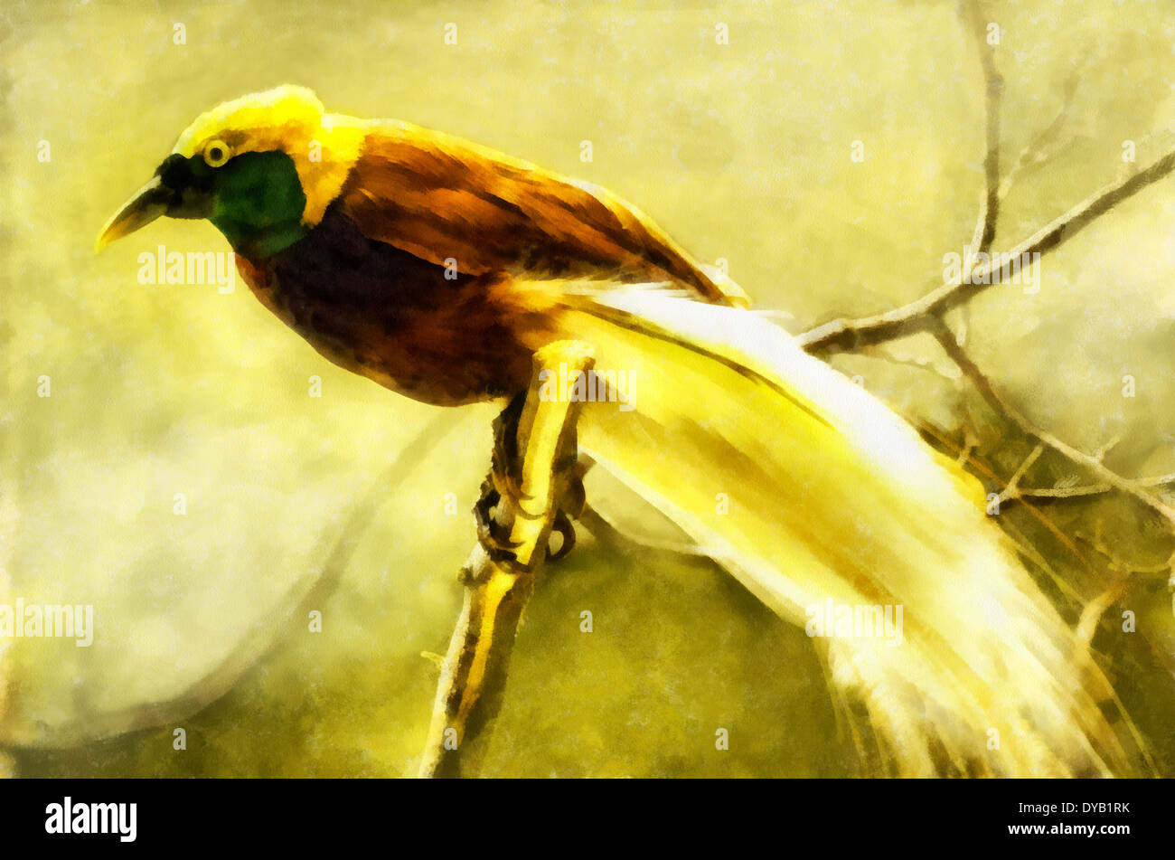 Paradisaeidae birds hi-res stock photography and images - Alamy