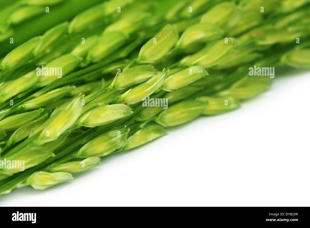 Green paddy over white background Stock Photo - Alamy