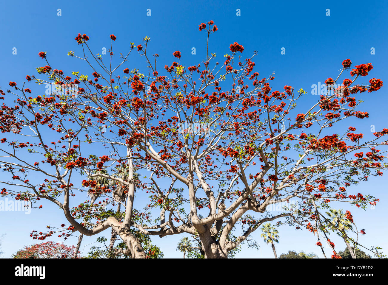 SOUTH AFRICAN CORAL TREE (Erythrina caffra). San Diego, California ...