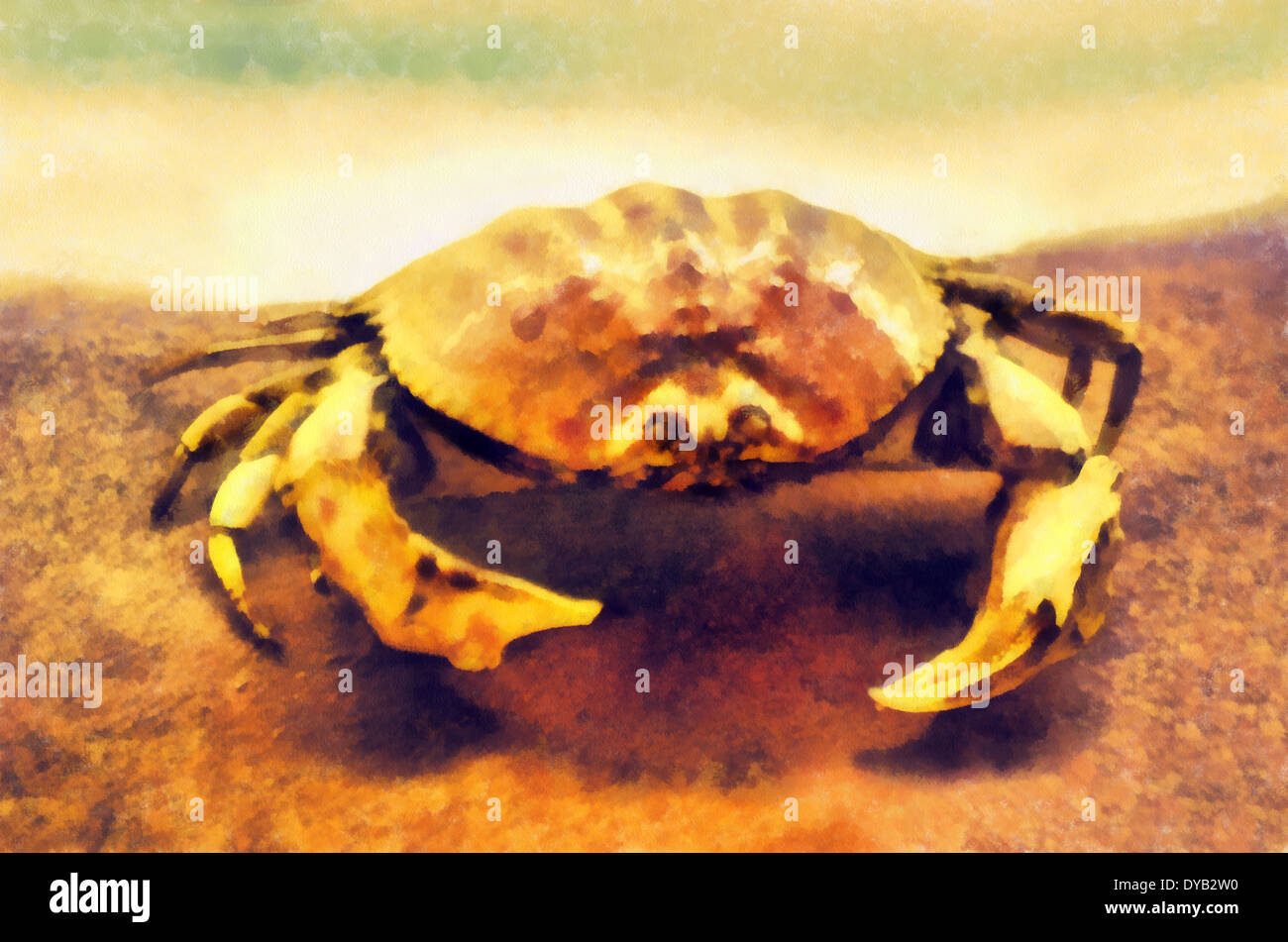 Short Tailed Crabs High Resolution Stock Photography and Images - Alamy