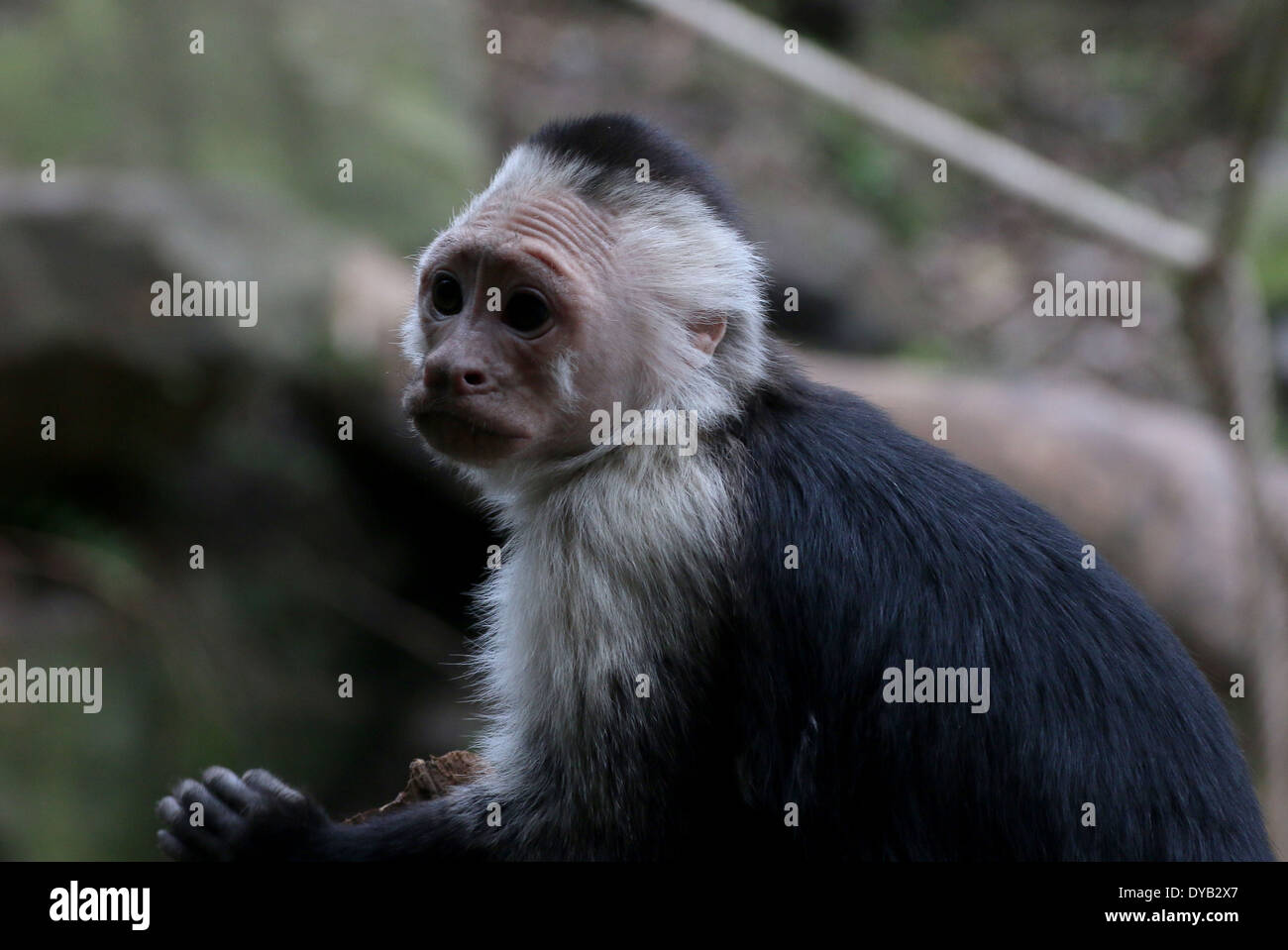 White-headed capuchin ( Cebus capucinus) aka white-faced capuchin ...