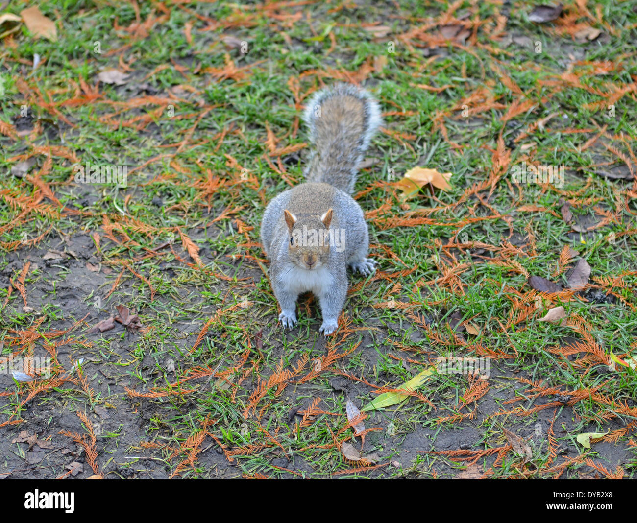 Grey Squirrel in St. James Park, London, UK Stock Photo - Alamy