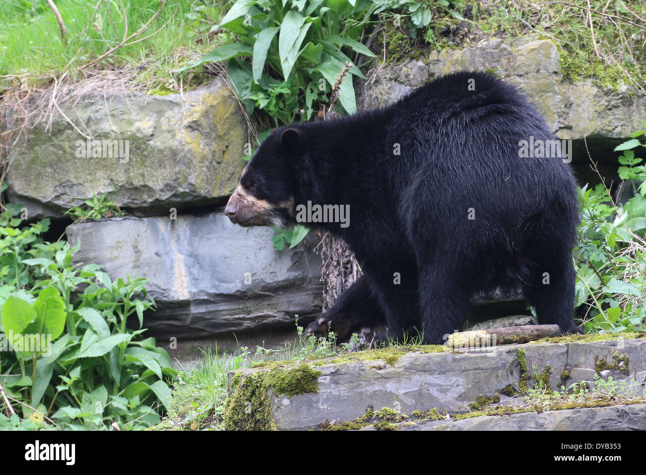 Oso andino de anteojos hi-res stock photography and images - Alamy