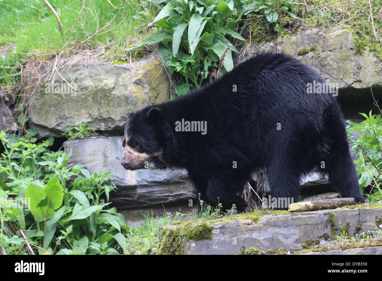 Oso andino de anteojos hi-res stock photography and images - Alamy