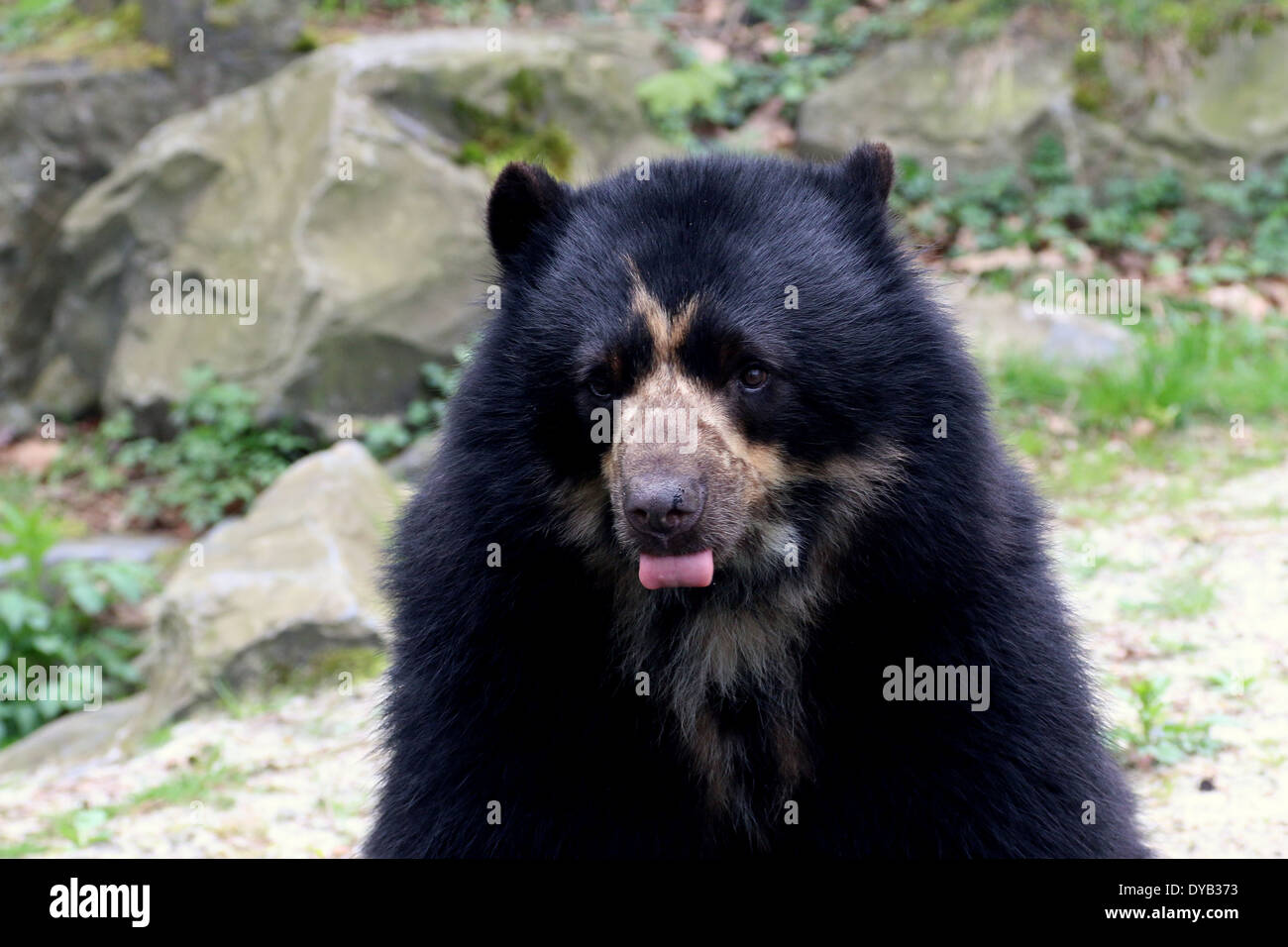Oso teddy bear hi-res stock photography and images - Alamy
