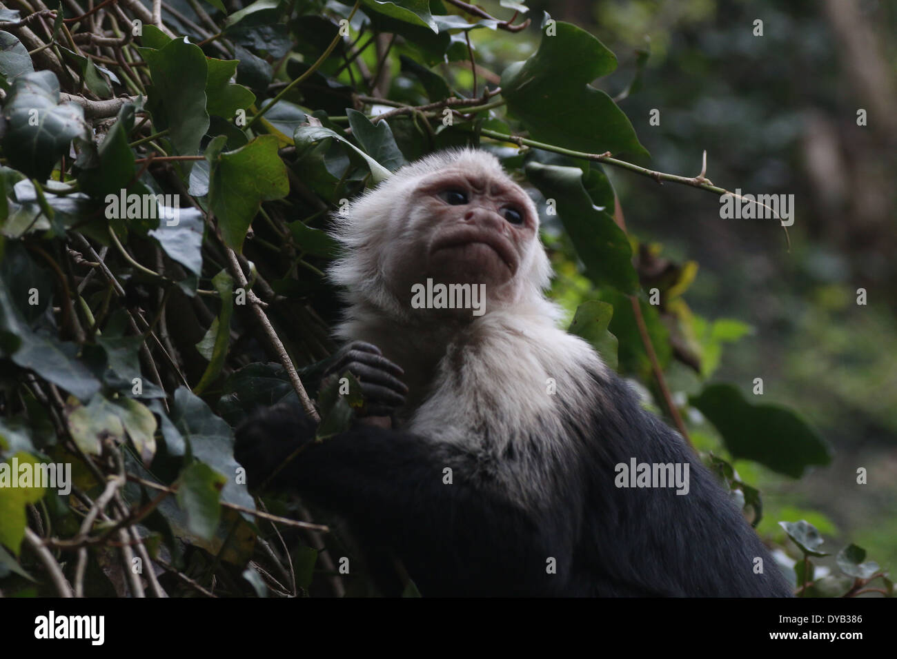 White-headed capuchin ( Cebus capucinus) aka white-faced capuchin ...