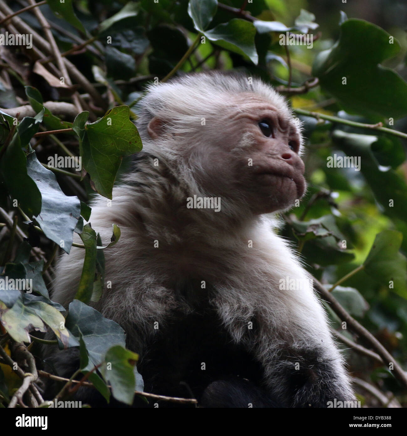 White face capuchins hi-res stock photography and images - Alamy