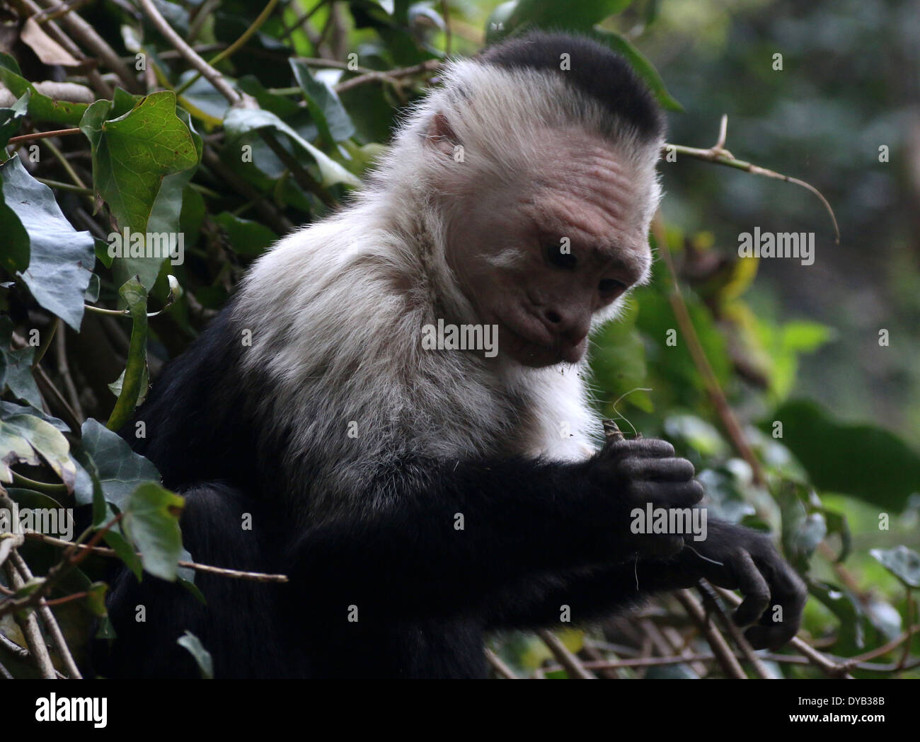 White-headed capuchin ( Cebus capucinus) aka white-faced capuchin ...