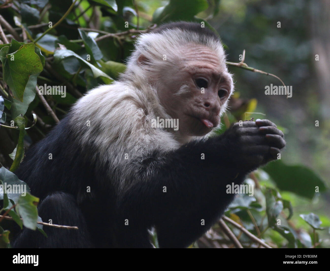 White-headed capuchin ( Cebus capucinus) aka white-faced capuchin ...
