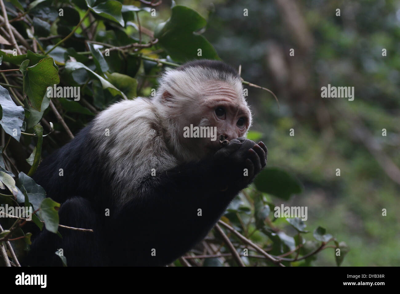 White-headed capuchin ( Cebus capucinus) aka white-faced capuchin ...
