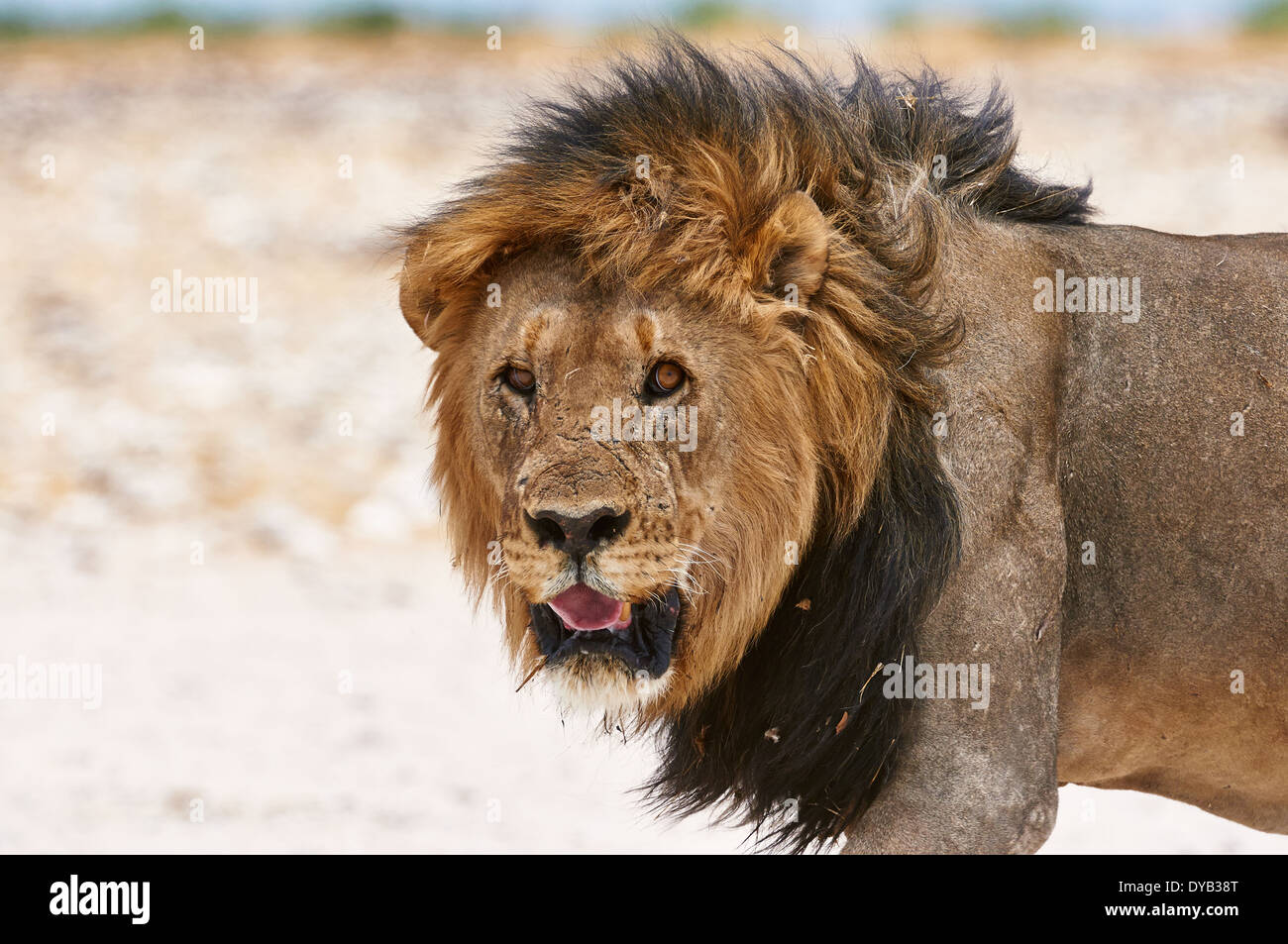 Male lion portrait Stock Photo - Alamy