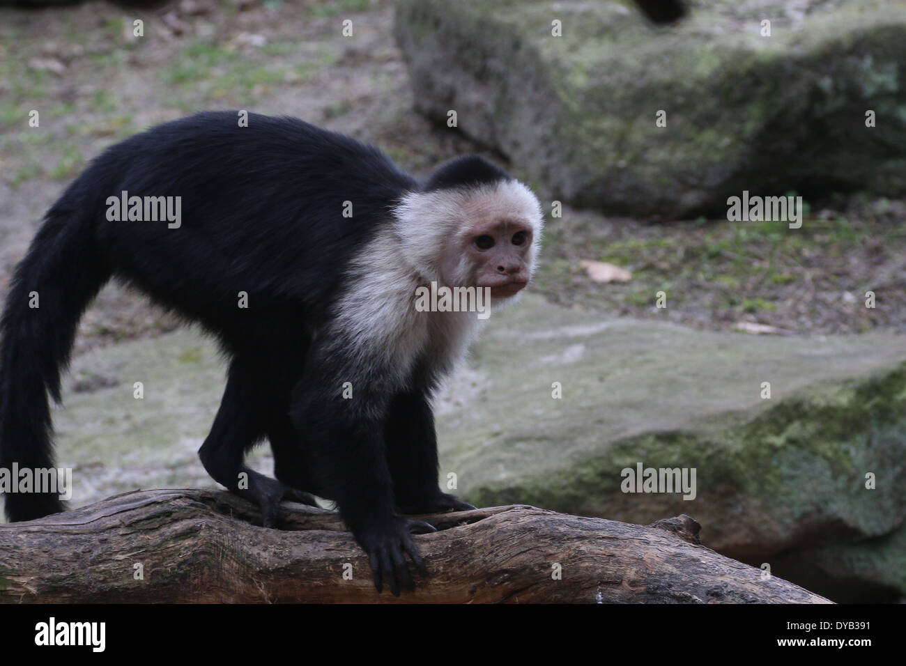White-headed capuchin ( Cebus capucinus) aka white-faced capuchin ...