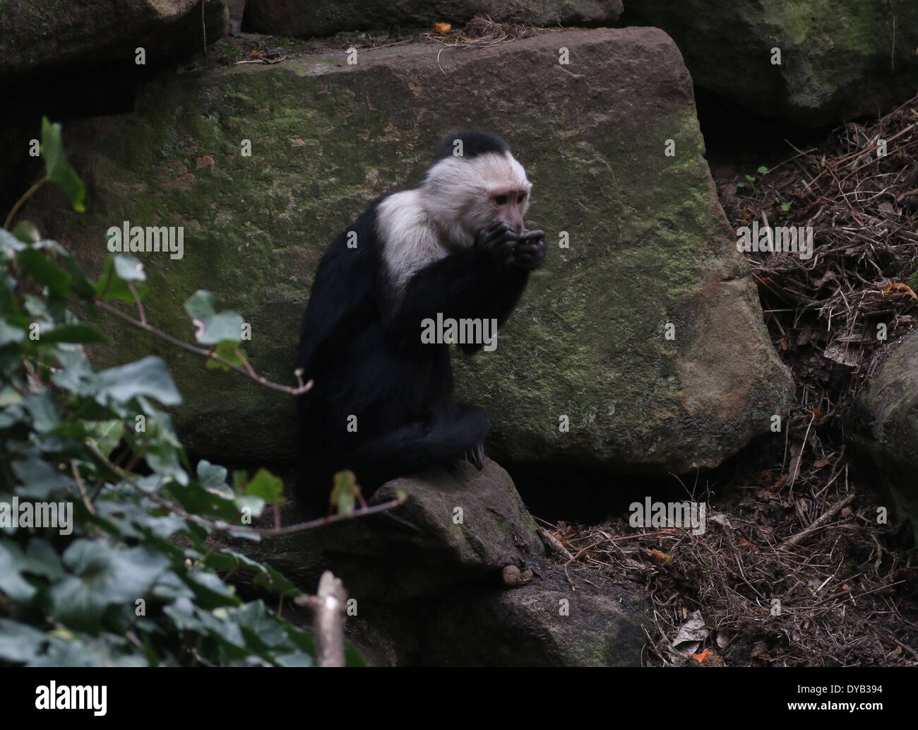 White-headed capuchin ( Cebus capucinus) aka white-faced capuchin ...