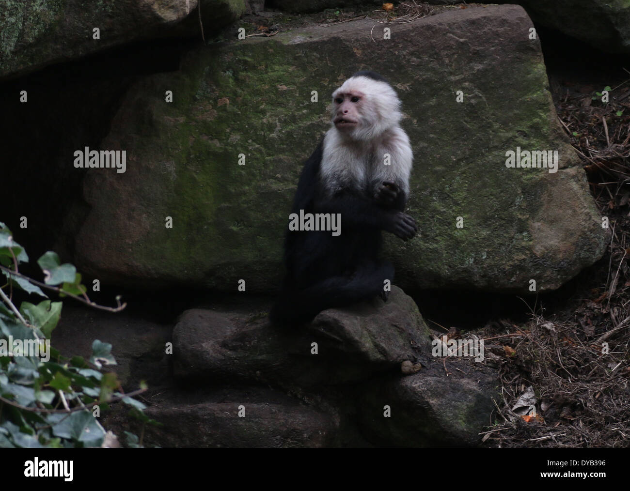 White-headed capuchin ( Cebus capucinus) aka white-faced capuchin ...