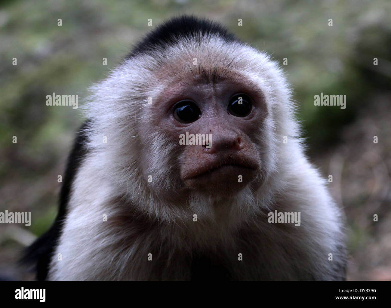 White-headed capuchin ( Cebus capucinus) aka white-faced capuchin ...