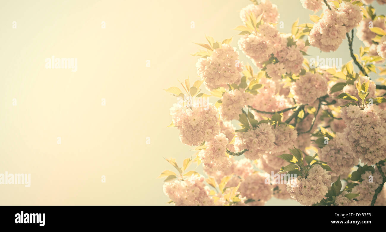 Vintage sakura. Antique style photo of tree flowers and leaflet, with ...