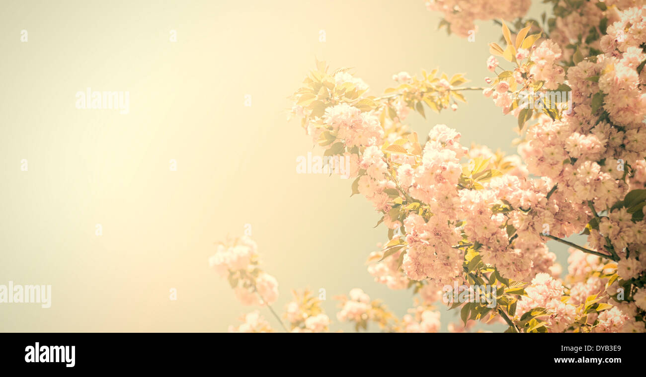 Vintage sakura. Antique style photo of tree flowers and leaflet, with ...