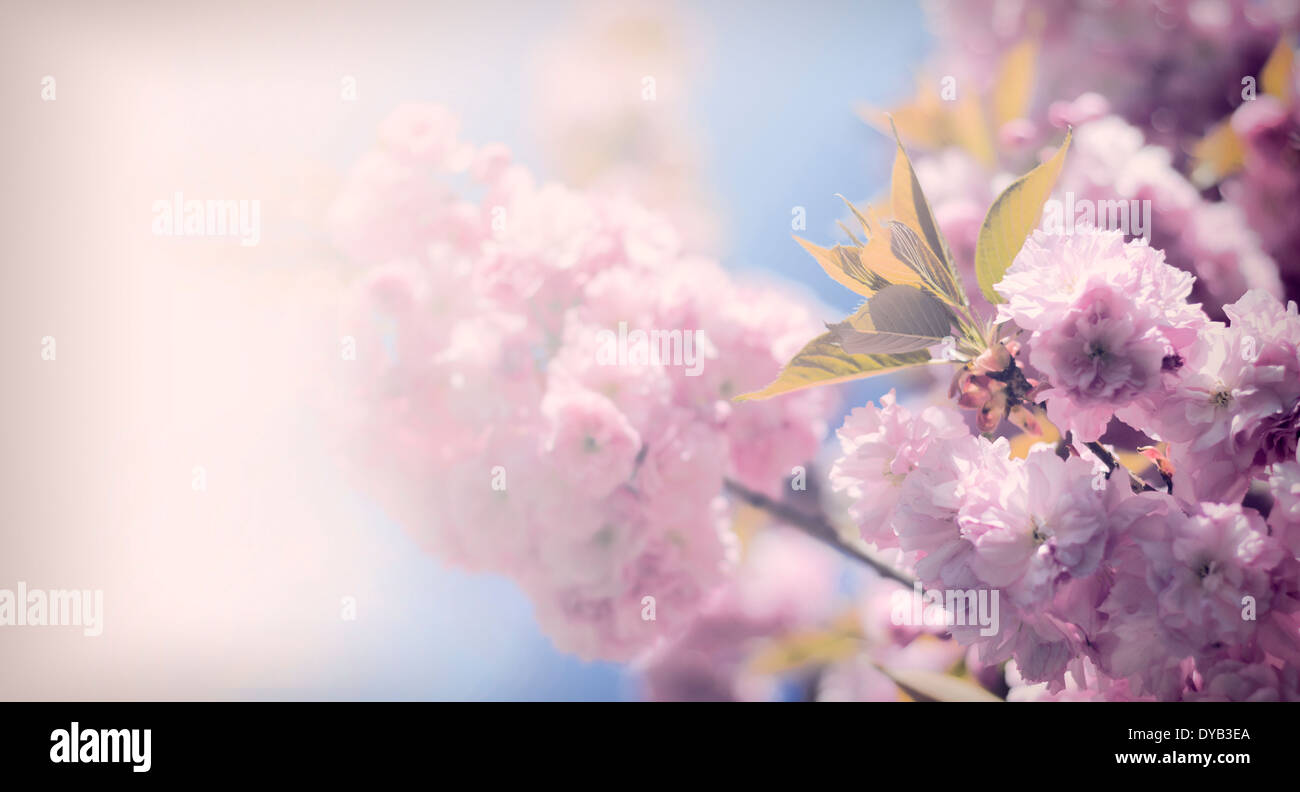 Vintage sakura. Antique style photo of tree flowers and leaflet, with ...