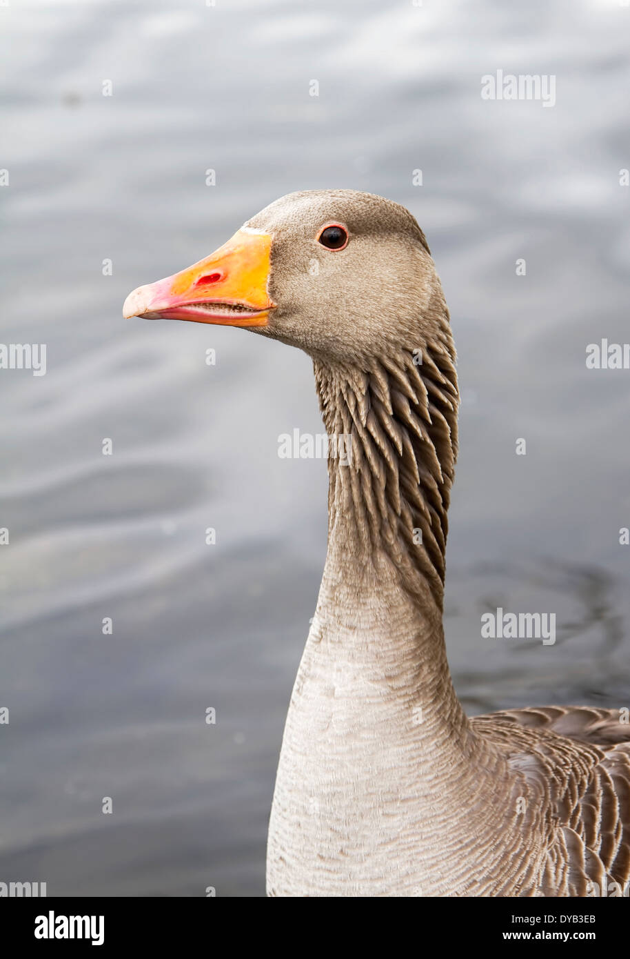 White embden geese hi-res stock photography and images - Alamy