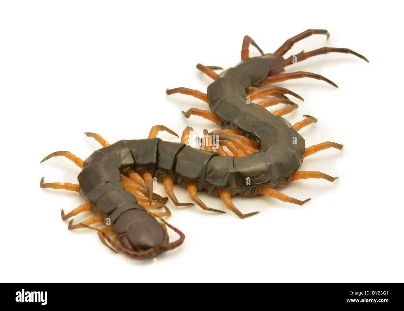 closeup of one brown centipede on white background Stock Photo - Alamy