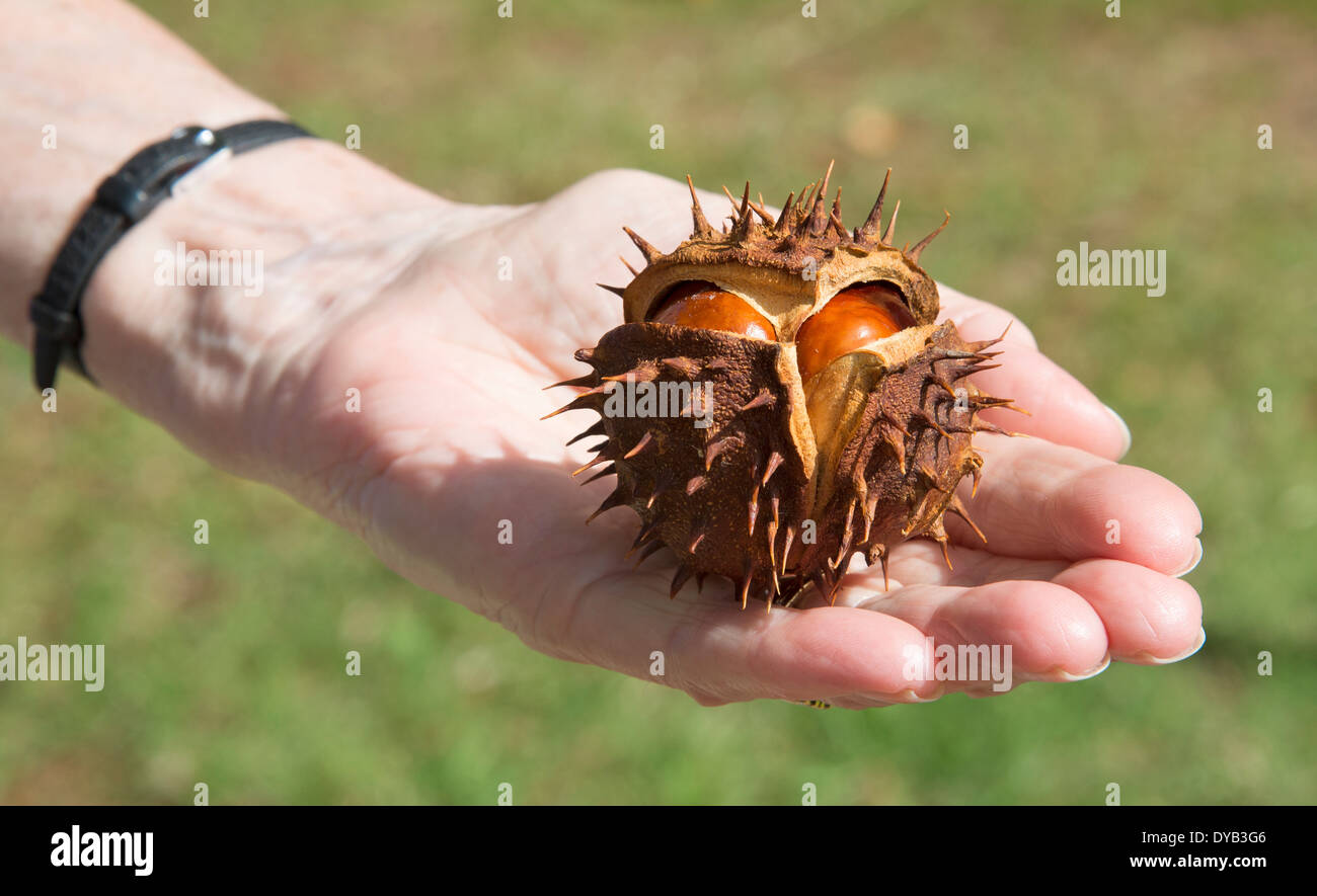 Conker in shell hi-res stock photography and images - Alamy