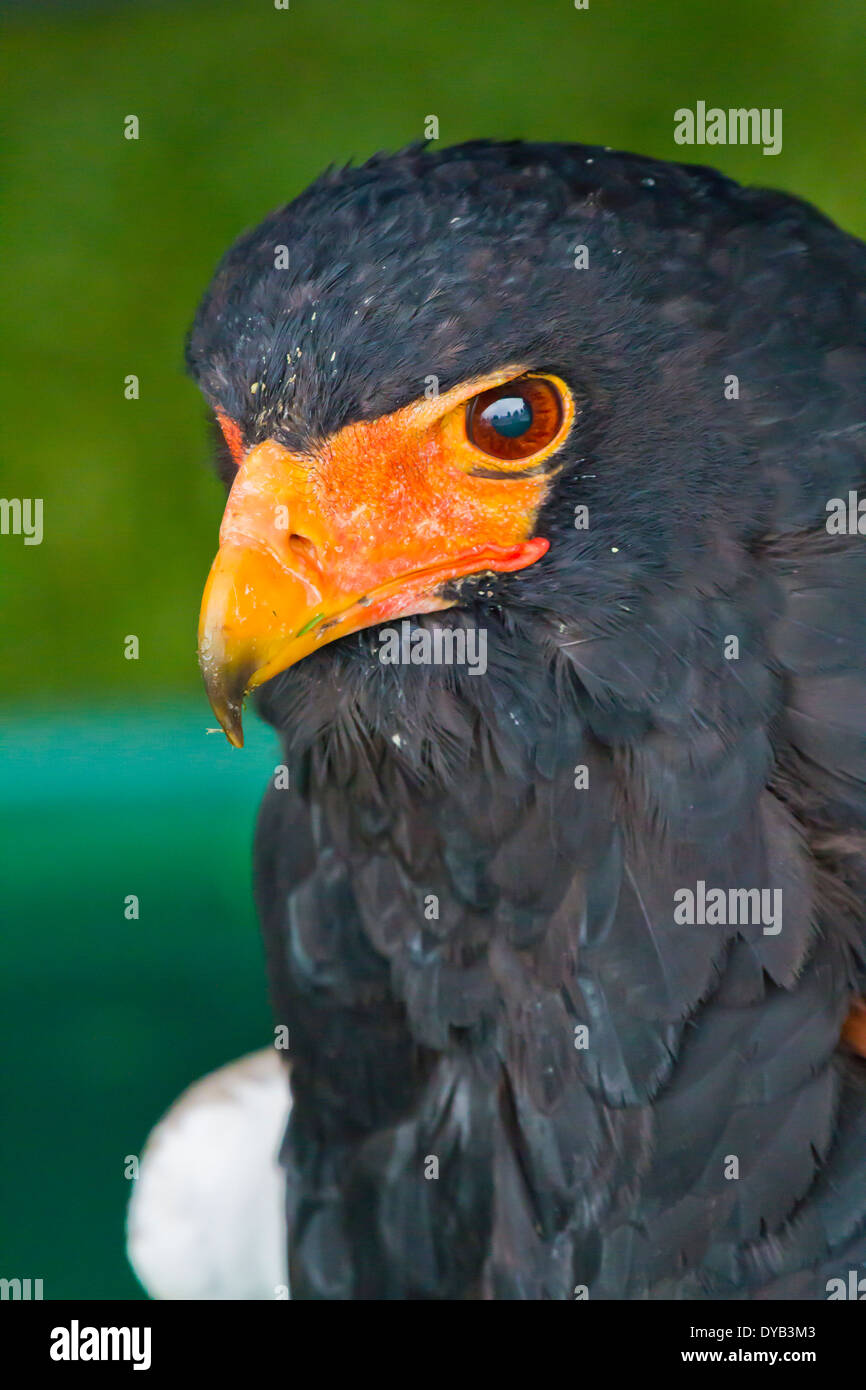 Bateleur eagle hi-res stock photography and images - Alamy