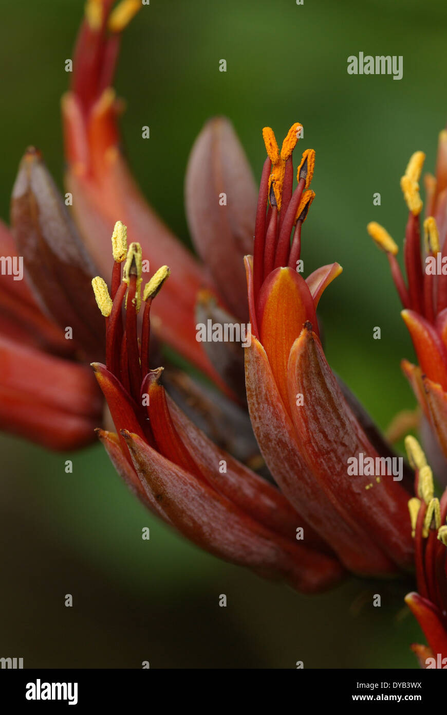 The flowers of a species of Phormium Stock Photo - Alamy
