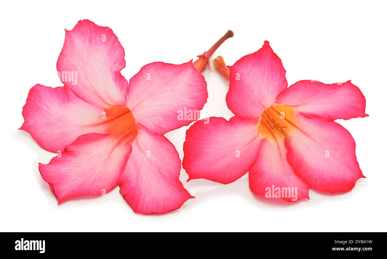 Azalea flowers hi-res stock photography and images - Alamy