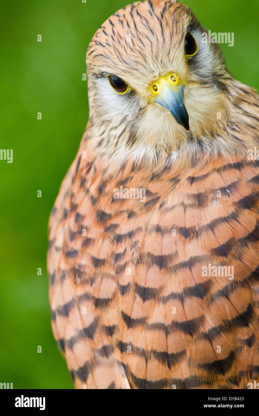 Kestrel feathers hi-res stock photography and images - Alamy