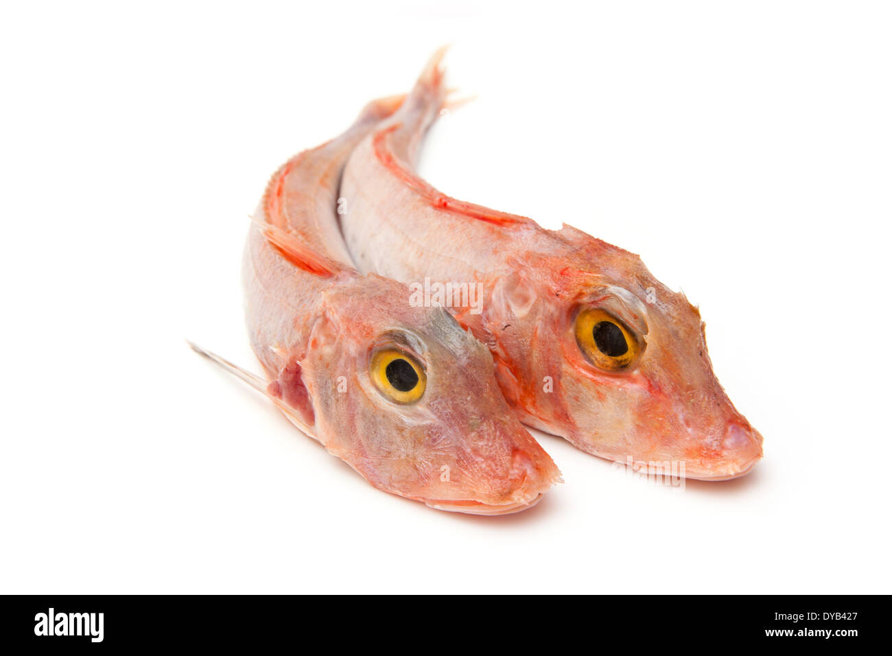 Red Gurnard fish (Aspitrigla cuculus) isolated on a white studio ...