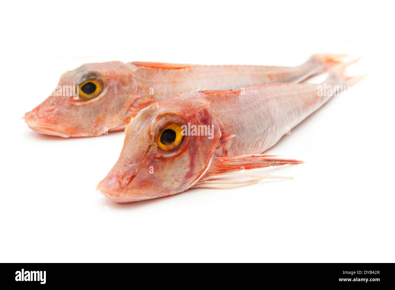 Red Gurnard fish (Aspitrigla cuculus) isolated on a white studio ...