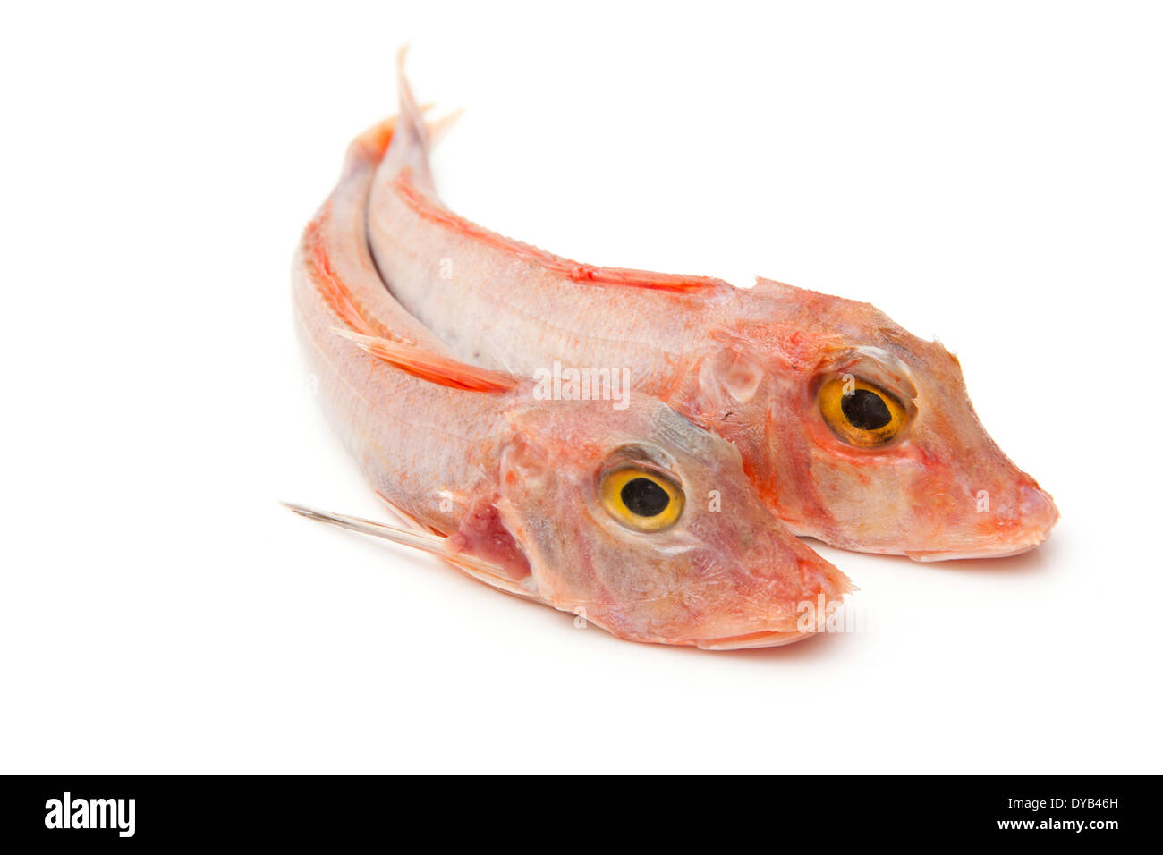 Red Gurnard fish (Aspitrigla cuculus) isolated on a white studio ...