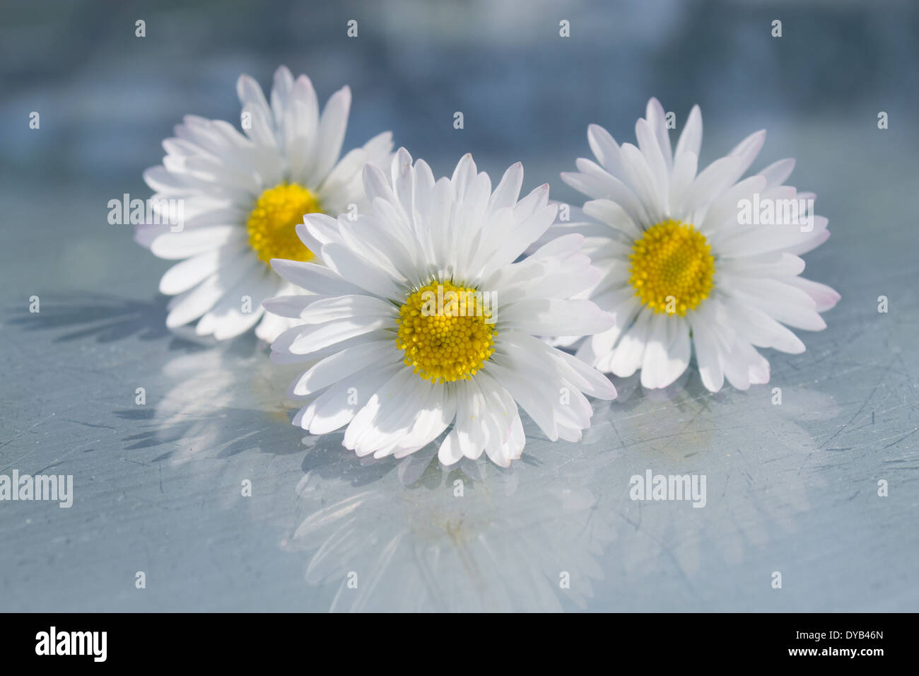 Three daisies positioned in a row on a glass surface with an aqua blue ...