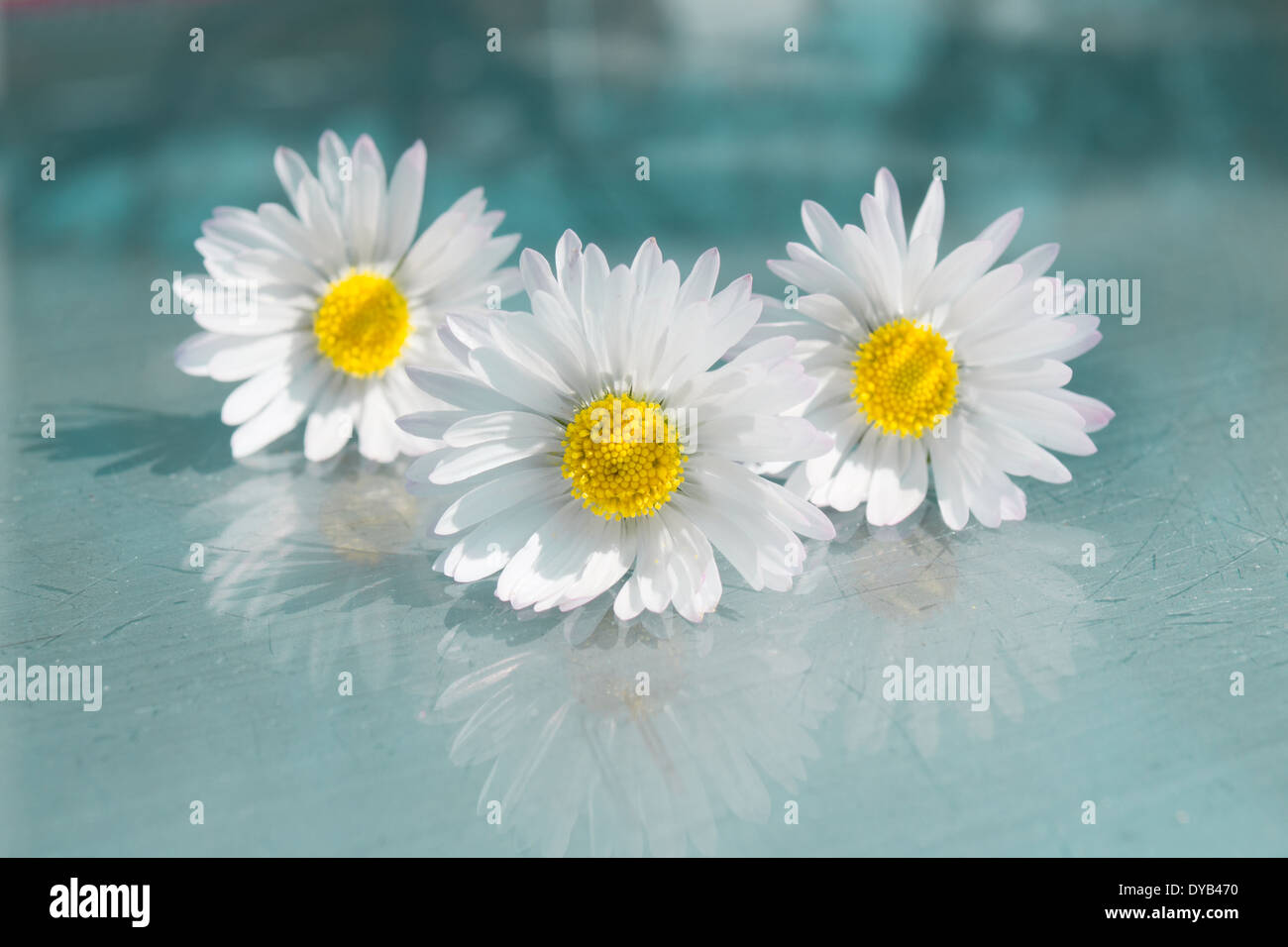 Three daisies positioned in a row on a glass surface with an aqua blue ...