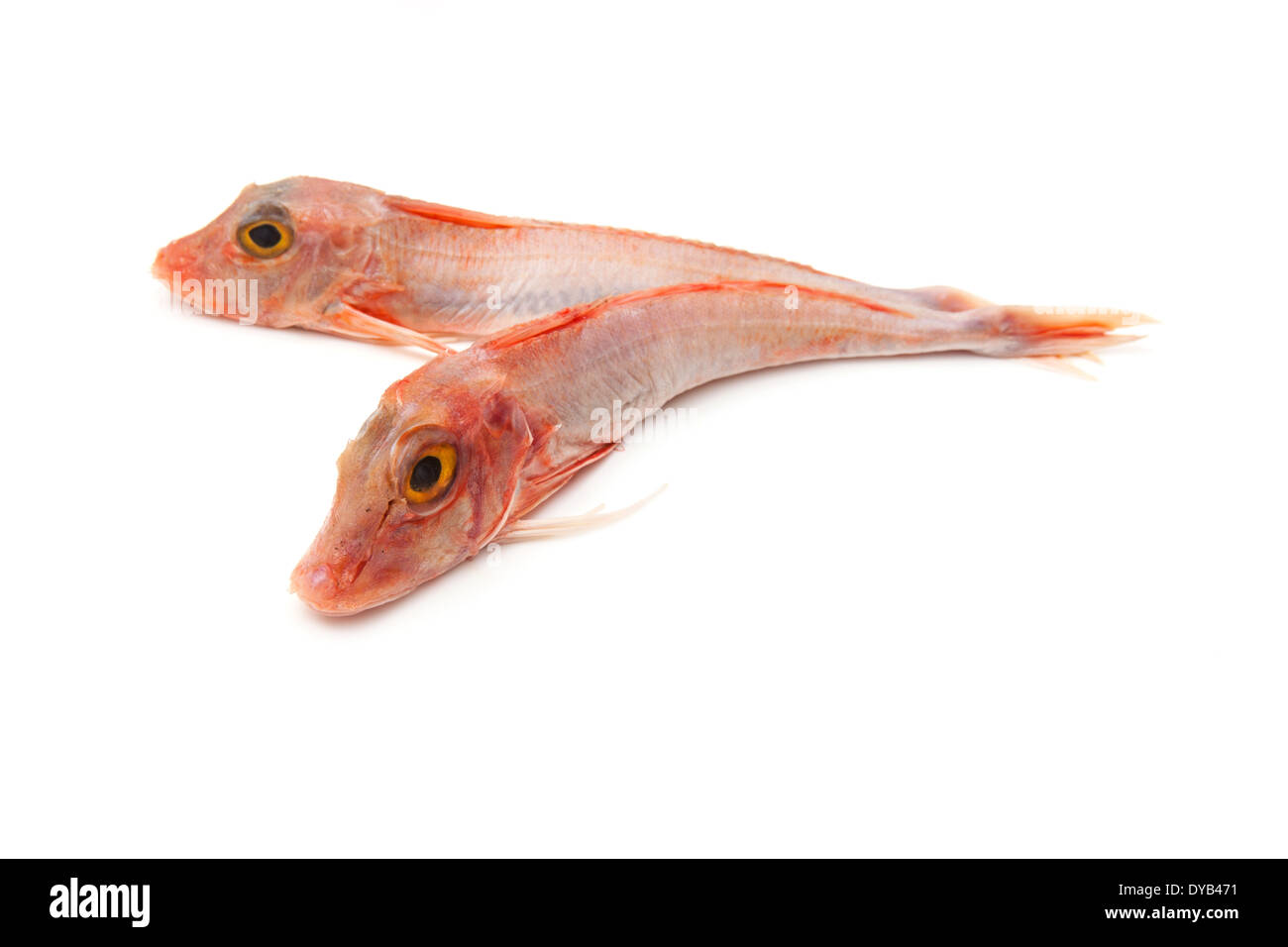 Red Gurnard fish (Aspitrigla cuculus) isolated on a white studio ...