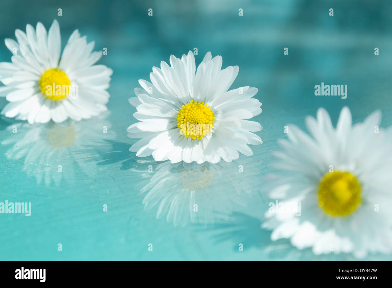 Three daisies positioned in a row on a glass surface with an aqua blue ...
