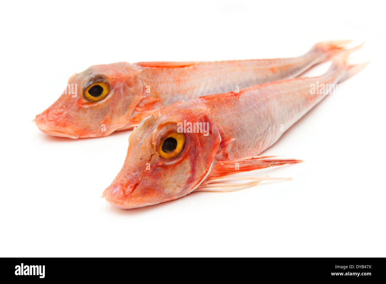 Red Gurnard fish (Aspitrigla cuculus) isolated on a white studio ...