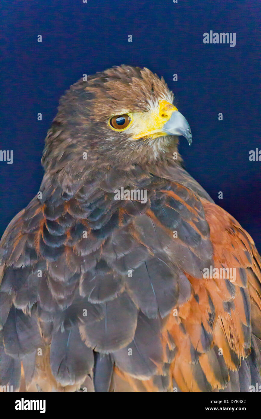 Harris hawk feathers hi-res stock photography and images - Alamy
