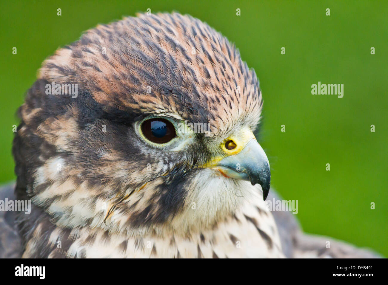 Lanner falcon wings hi-res stock photography and images - Alamy