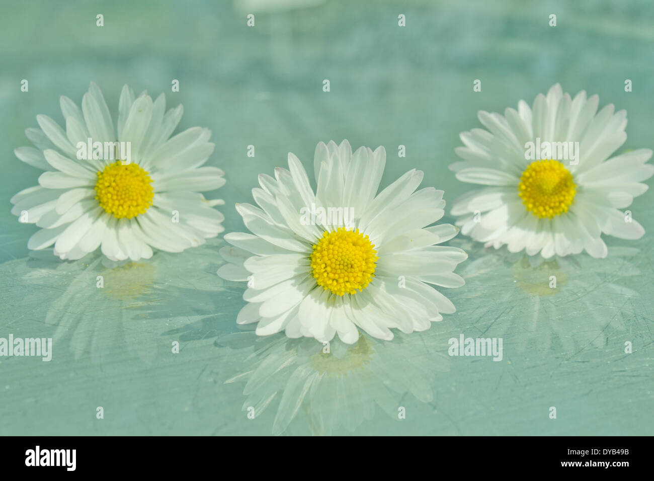 Three daisies positioned in a row on a glass surface with an aqua blue ...