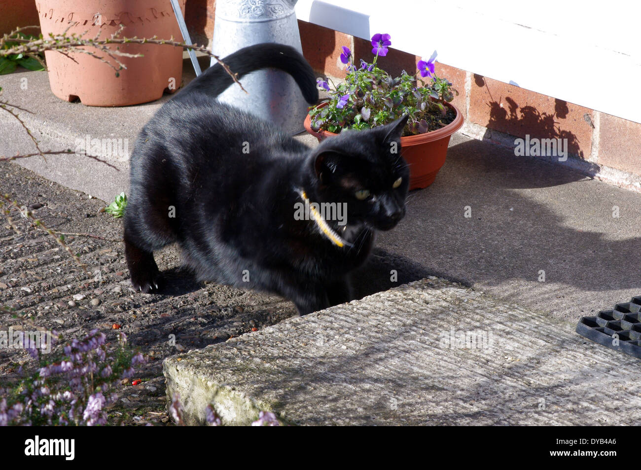 Black cat at play, crouching by doorstep of house Stock Photo - Alamy