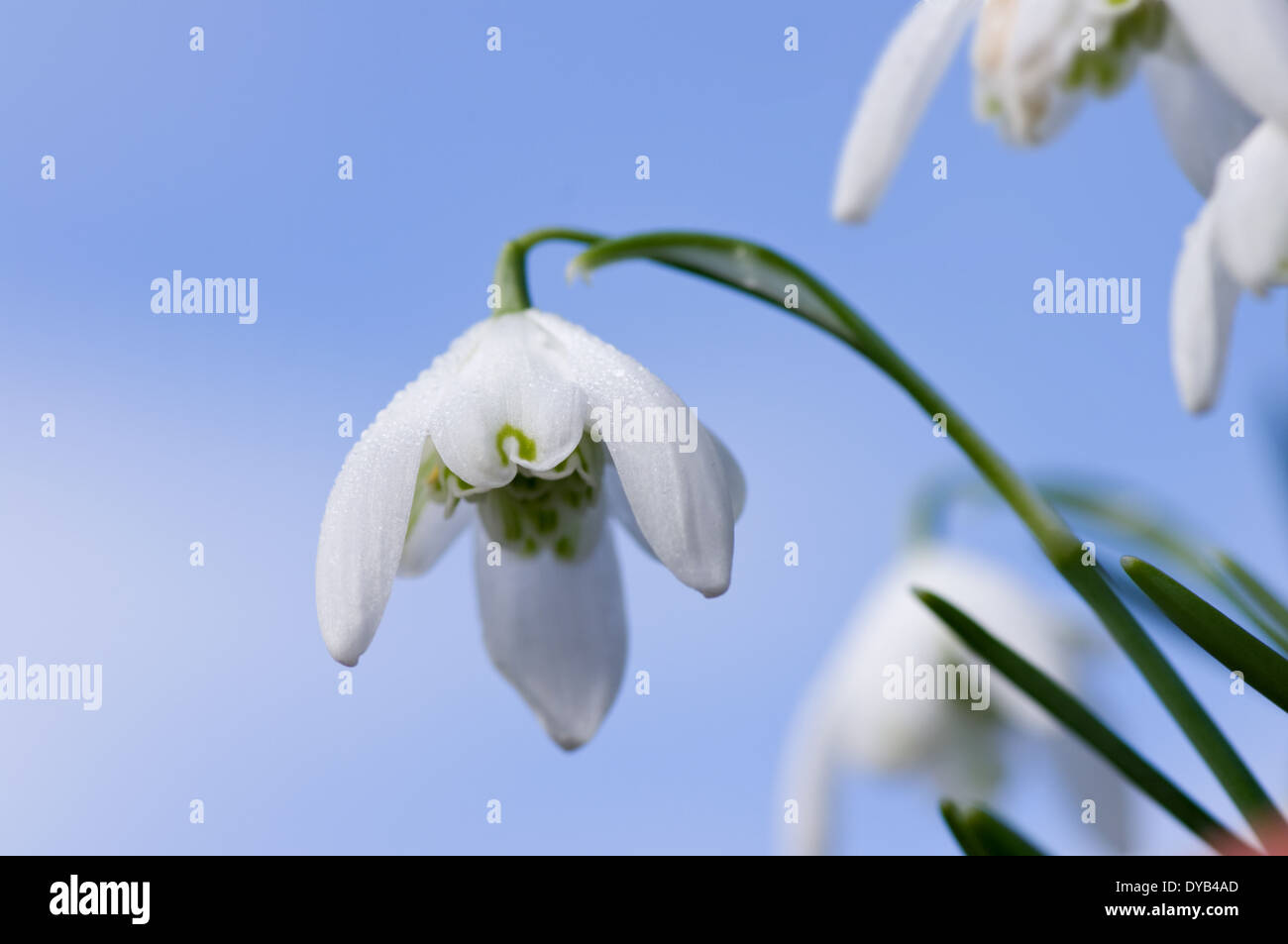 Snowdrop seen from below against blue sky and fluffy clouds Stock Photo ...